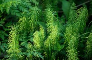 Paku Kawat (Lycopsida): Pengertian, Habitat, dan Ciri-cirinya - Blog ...